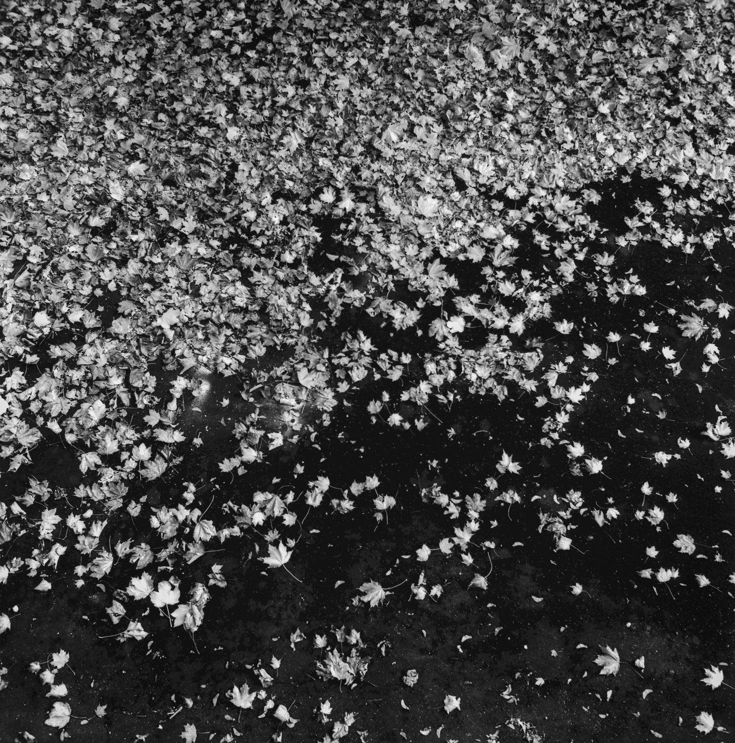 Leaves – Timothy White