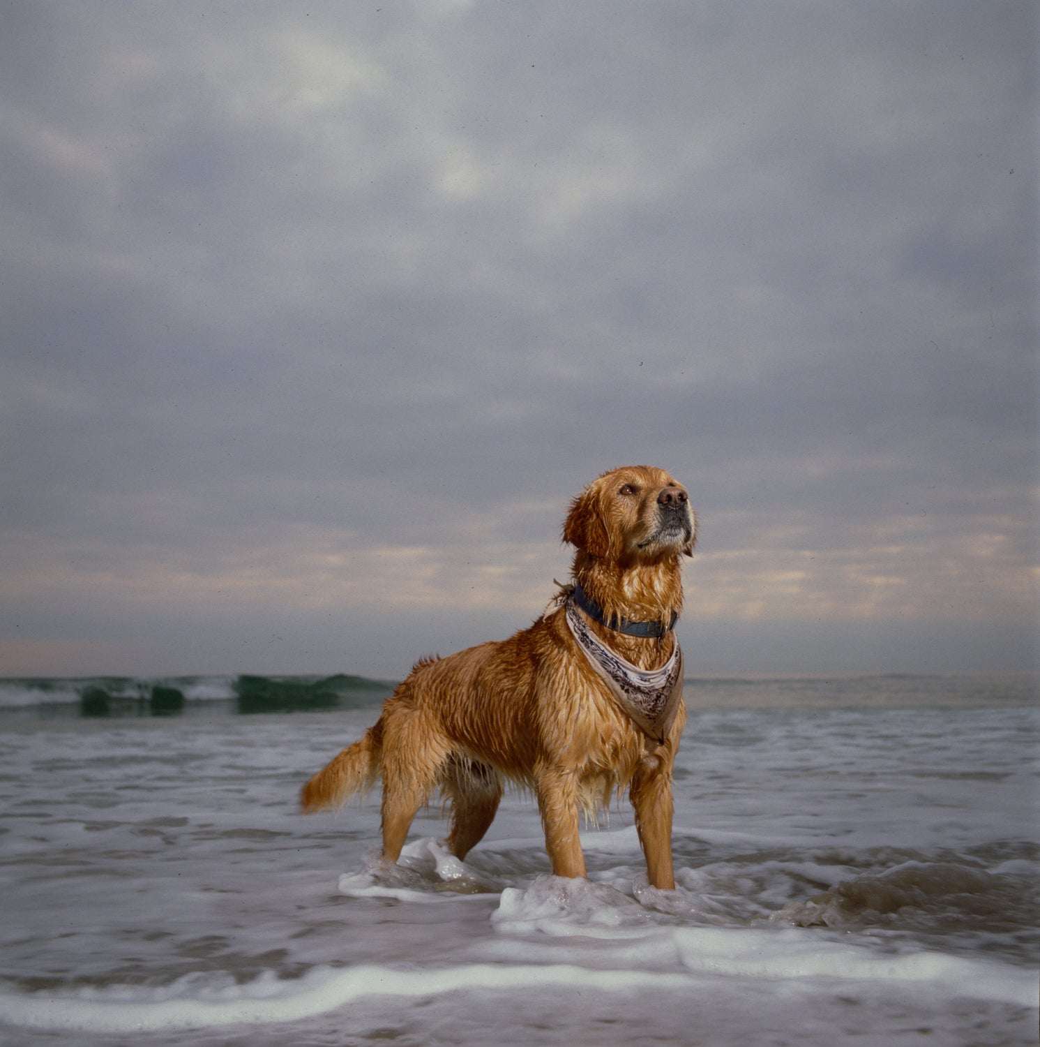 Retriever 1 – Timothy White