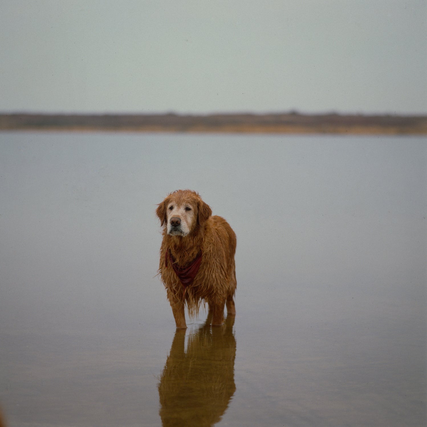 Retriever 6 – Timothy White